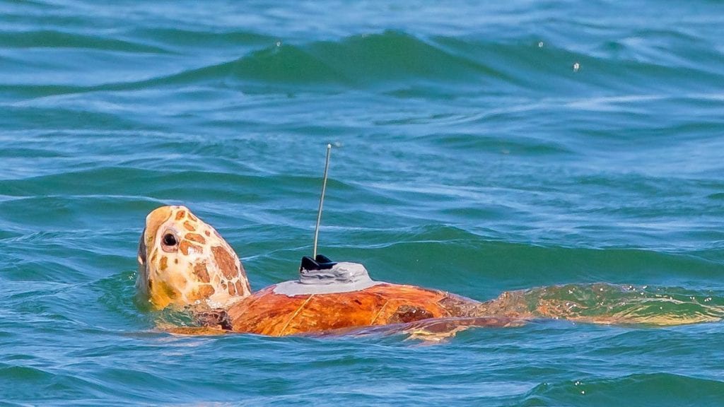 Sea Turtle Tracking - Clearwater Marine Aquarium