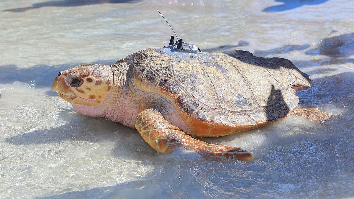 Sea Turtle Tracking - Clearwater Marine Aquarium