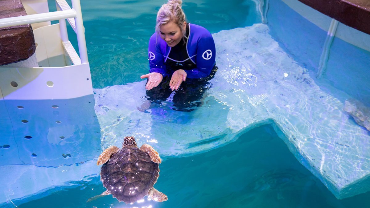 Meet Snorkel – Blind Sea Turtle Finds Forever Home - Clearwater Marine ...