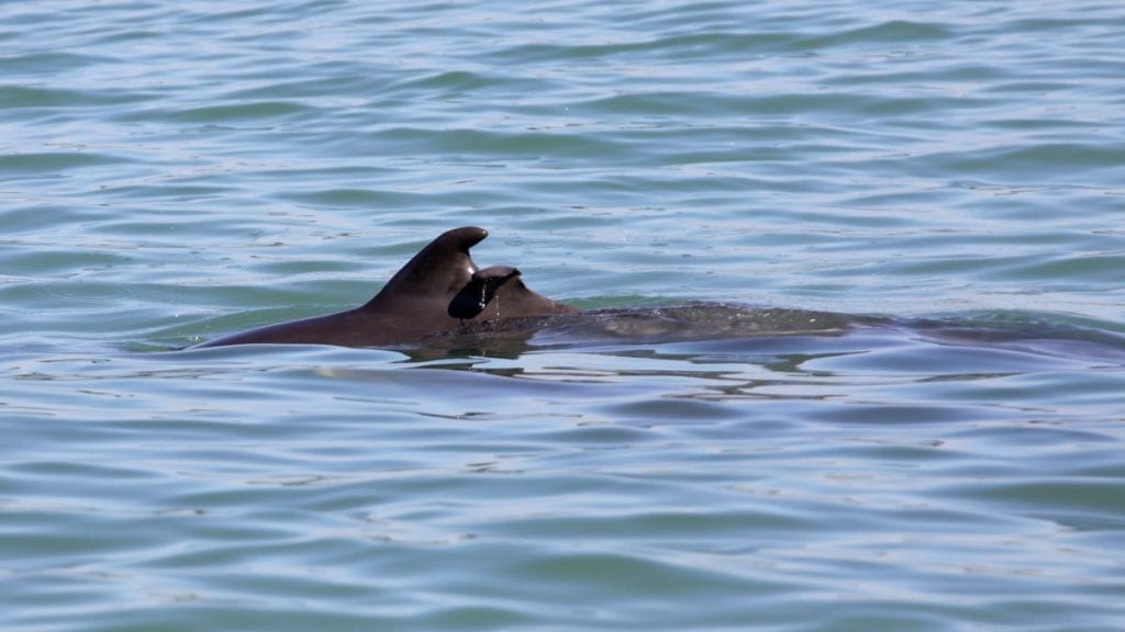 Wild Dolphins Observed With Dorsal Fin Injuries - Clearwater Marine ...