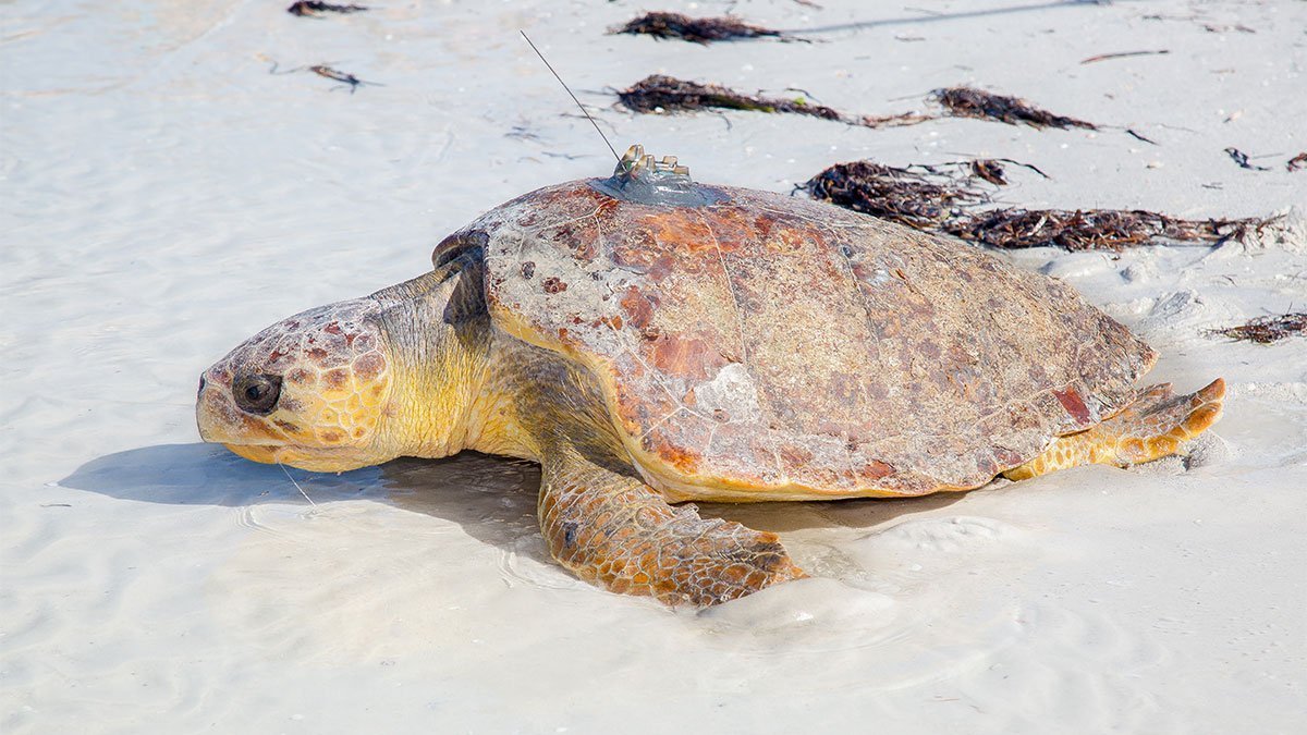 Sea Turtle Tracking - Clearwater Marine Aquarium