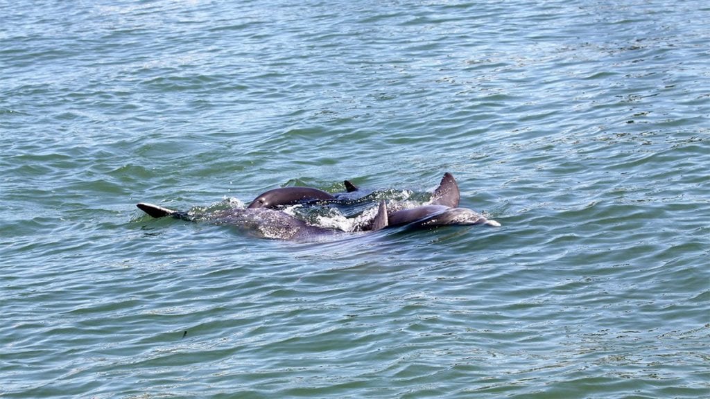Spring is When We See the Most Baby Dolphins Born - CMA