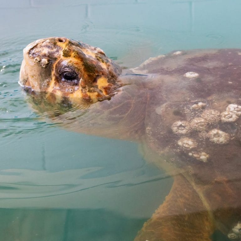 Kirby the Loggerhead Sea Turtle Released With Satellite Tracker - CMA
