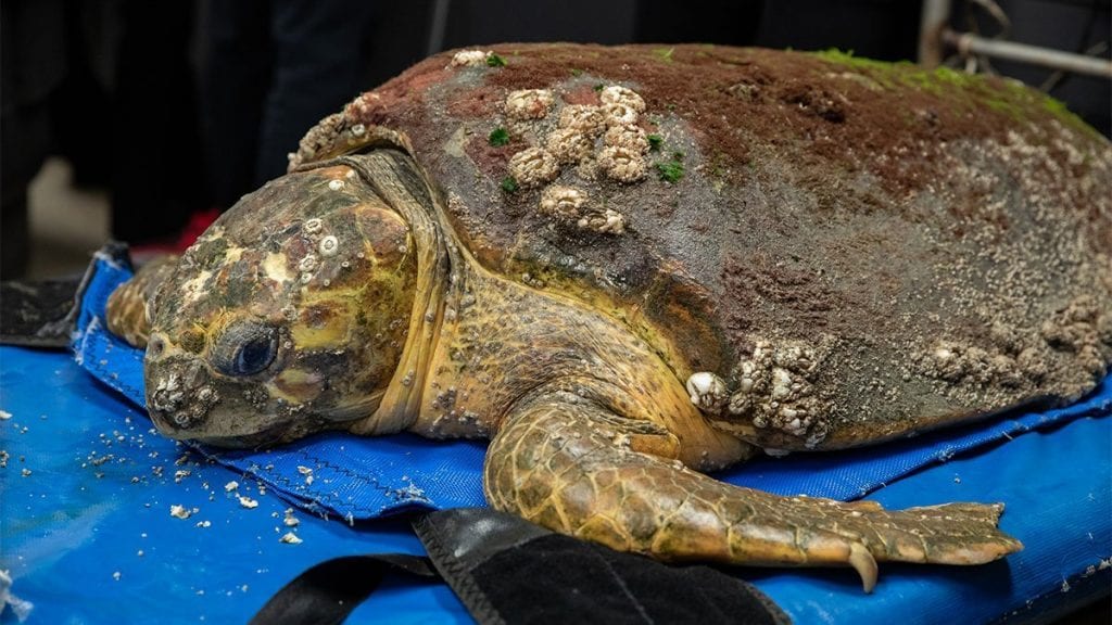 CMA Rescues a 200-Pound Loggerhead Sea Turtle Named Kirby