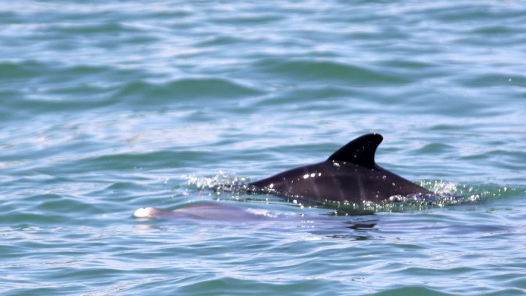 Spring is When We See the Most Baby Dolphins Born - CMA