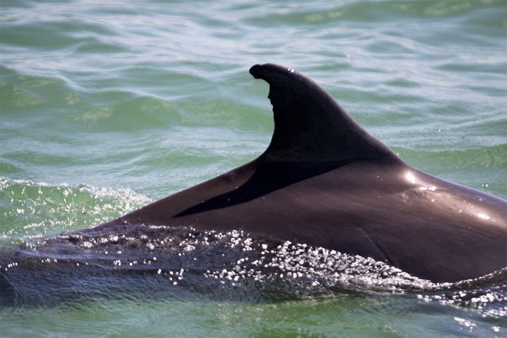 Spring is When We See the Most Baby Dolphins Born - CMA