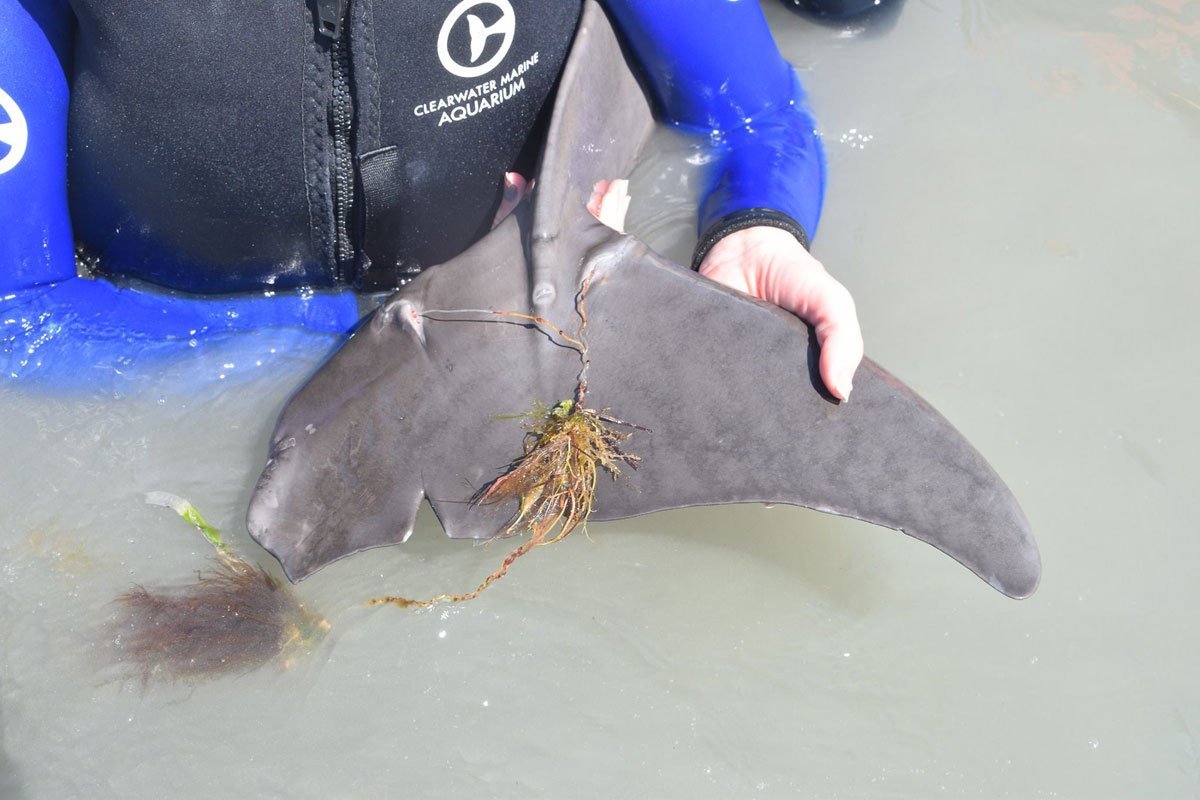 Rescue Partners Disentangle Dolphin Calf Wrapped in Fishing Line - CMA