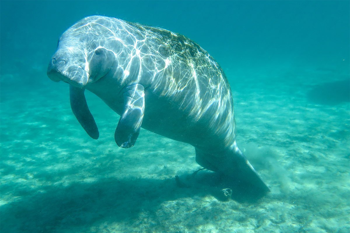 Sirenews Newsletter - Clearwater Marine Aquarium Research Institute