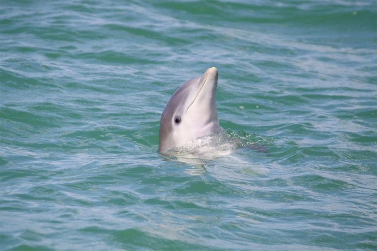 New Young Dolphin Calves Spotted - Clearwater Marine Aquarium