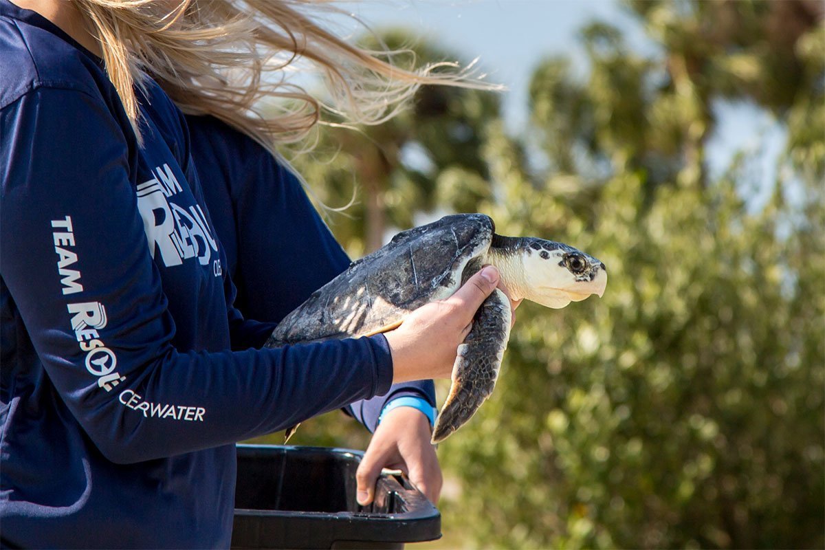 Kemp’s Ridley Sea Turtle - Pebbles - Clearwater Marine Aquarium