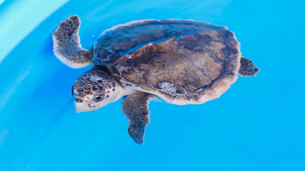 Sea Turtle Hospital Patient - Pebbles - Clearwater Marine Aquarium