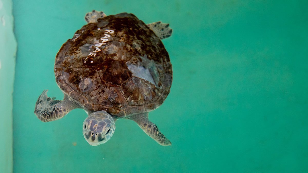 Green Sea Turtle - Raphael - Clearwater Marine Aquarium