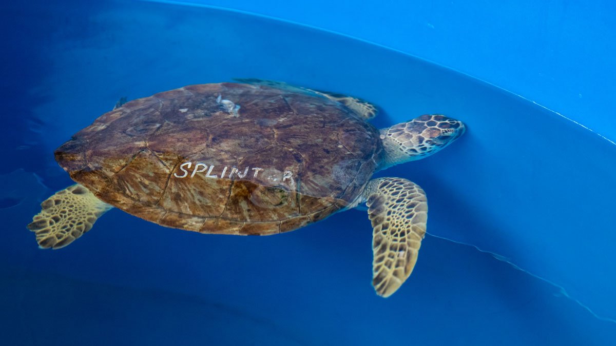 Sea Turtle Hospital Patient - Splinter - Clearwater Marine Aquarium