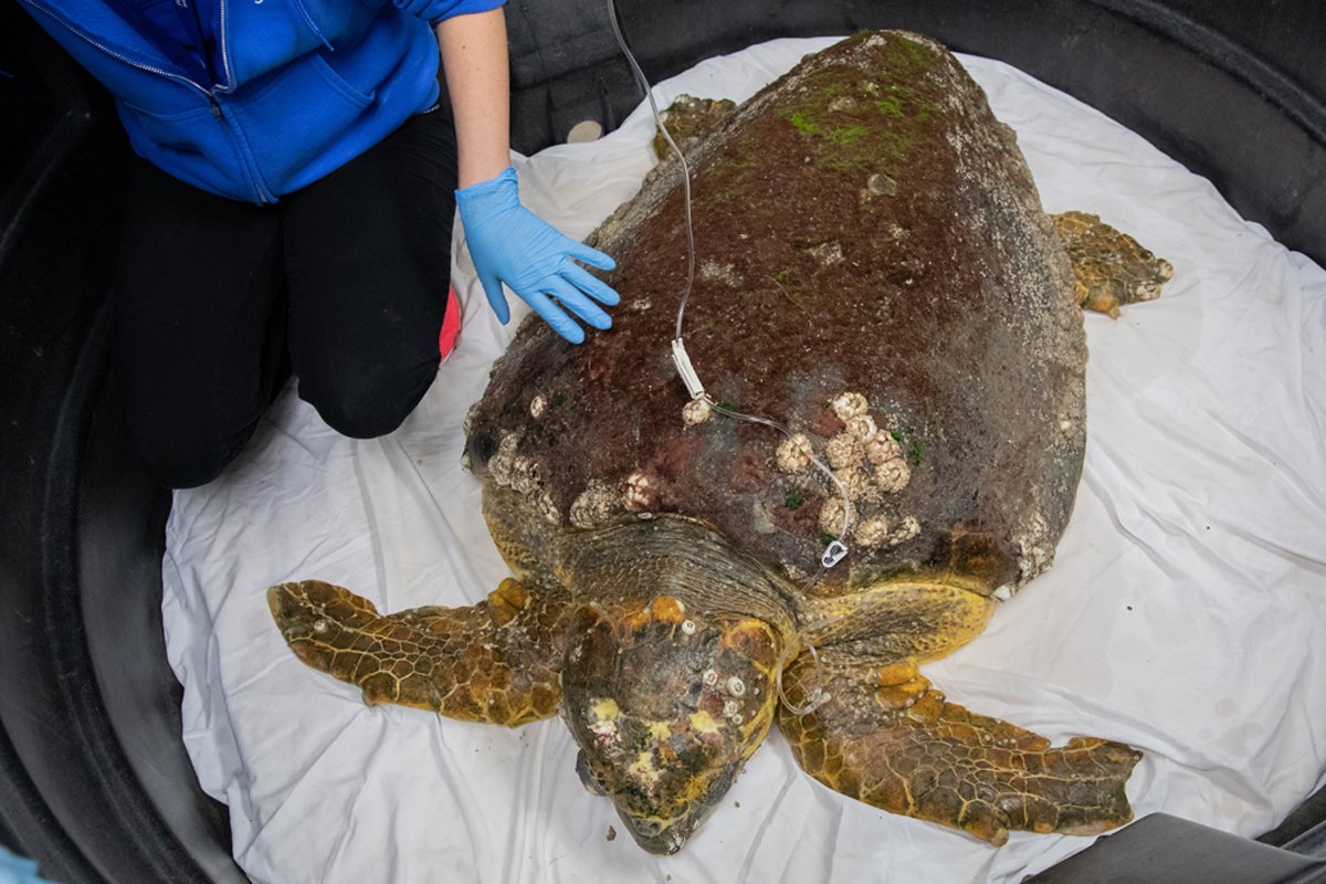 Kirby the Loggerhead Sea Turtle Released With Satellite Tracker - CMA