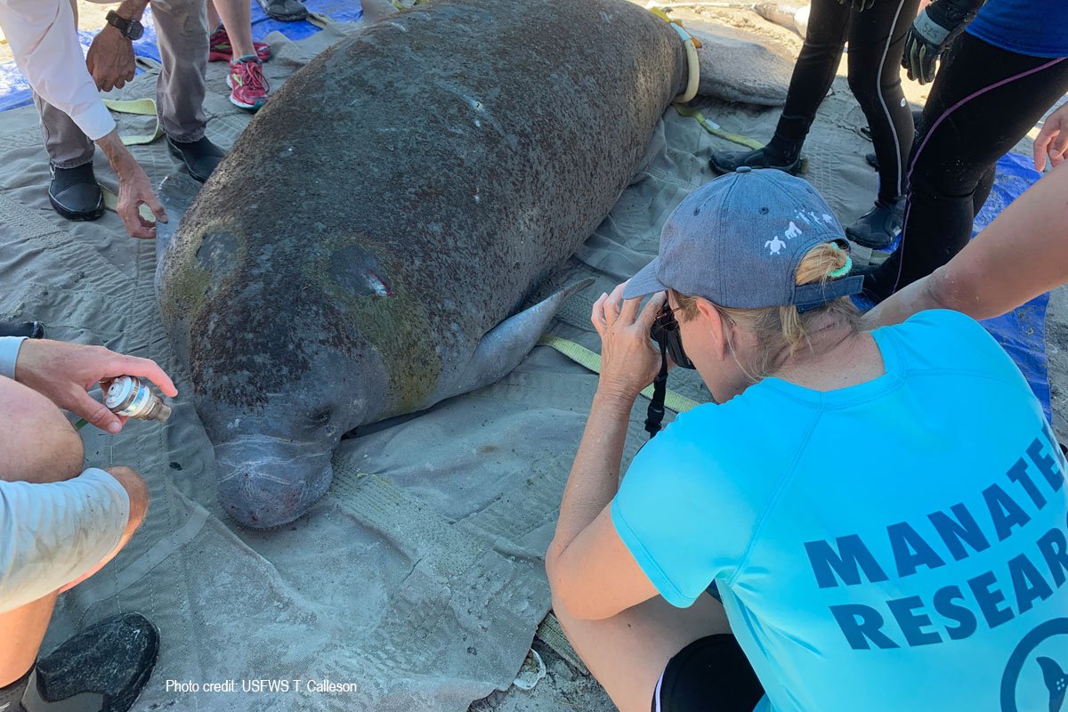 Learning From a Manatee Research Scientist - Interview With Monica Ross ...