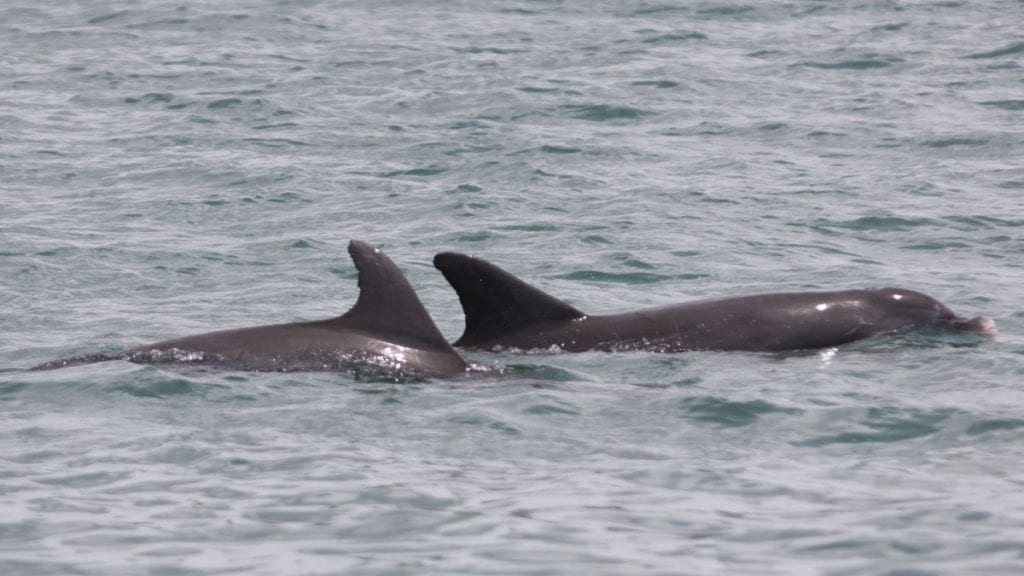 Male Bottlenose Dolphin Pair Bonds Form Long-Lasting Friendships - CMA