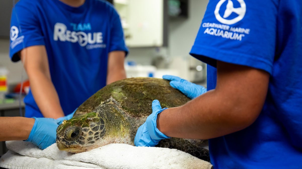 Sea Turtle Hospital Patient - Olivia - Clearwater Marine Aquarium