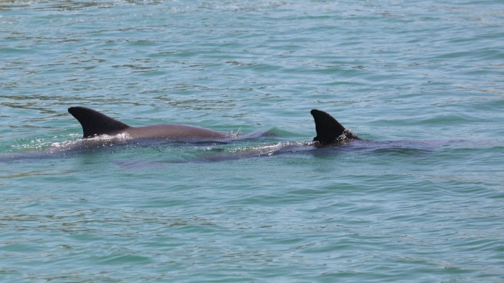 Male Bottlenose Dolphin Pair Bonds Form Long-Lasting Friendships - CMA