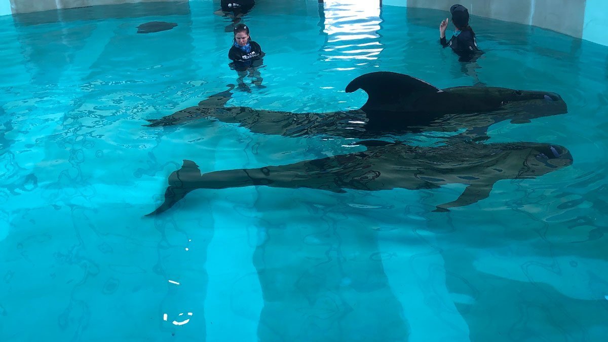 Five Pilot Whales Rescued Off Gulf Coast Beach - Clearwater Marine Aquarium