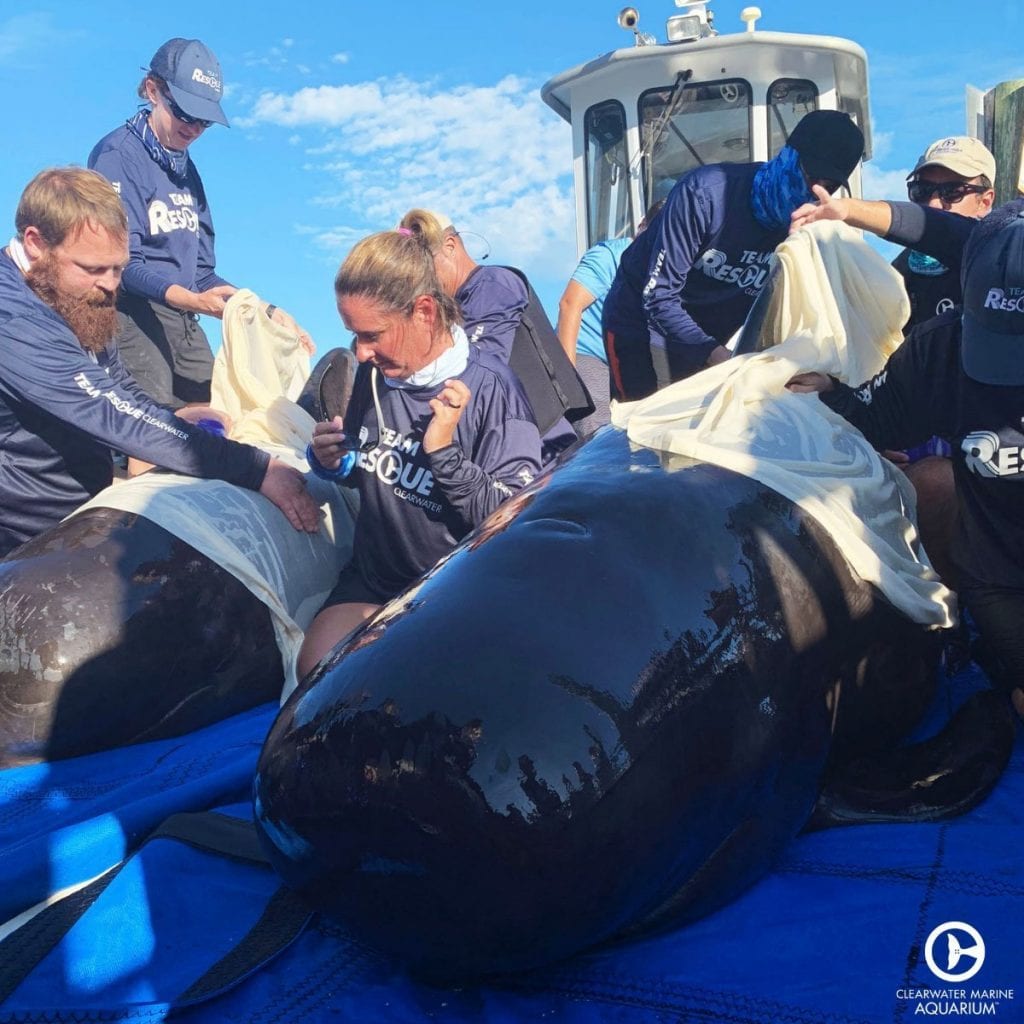 Five Pilot Whales Rescued Off Gulf Coast Beach - Clearwater Marine Aquarium