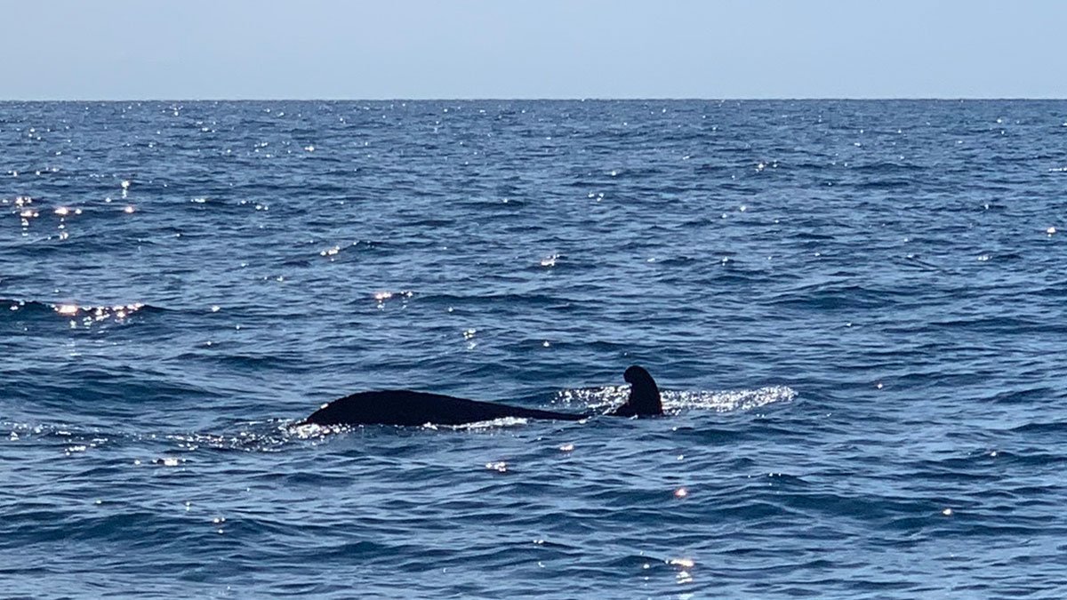Five Pilot Whales Rescued Off Gulf Coast Beach - Clearwater Marine Aquarium