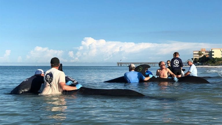 Five Pilot Whales Rescued Off Gulf Coast Beach - Clearwater Marine Aquarium