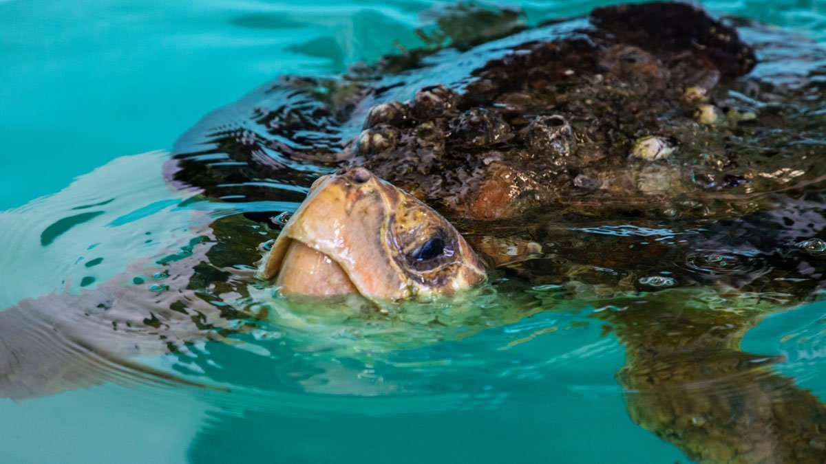 Sea Turtle Hospital Patient - Wiley - Clearwater Marine Aquarium