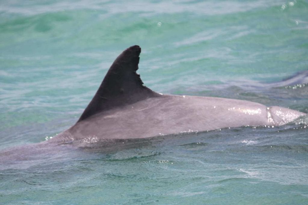 How Scars and Other Body Features Help Identify Dolphins - Clearwater ...