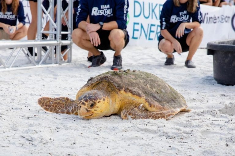 Nitro, a 128-Pound Sea Turtle Released - Clearwater Marine Aquarium