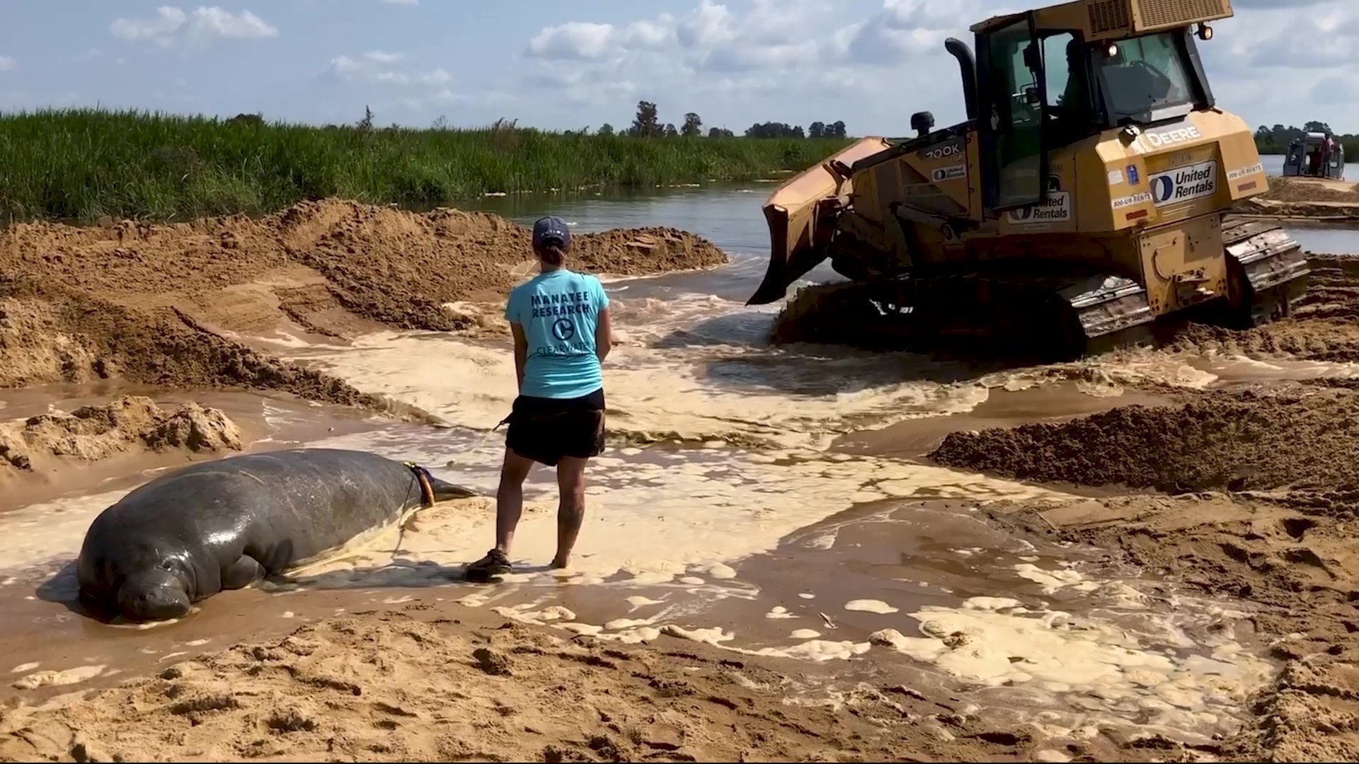 Stranded Manatee Rescued and Released With Help From a Bulldozer in ... Stranded Manatee Rescued and Released With Help From a Bulldozer in ...
