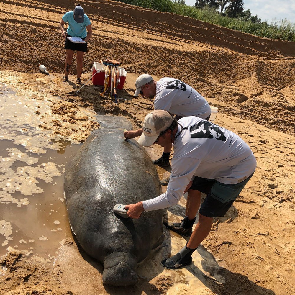Stranded Manatee Rescued and Released With Help From a Bulldozer in ...