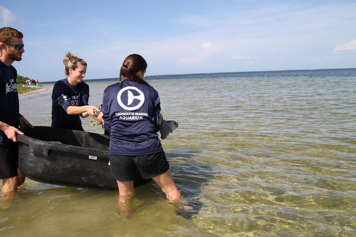 Two Sea Turtles Released After Recovering From Marine Accidents ...