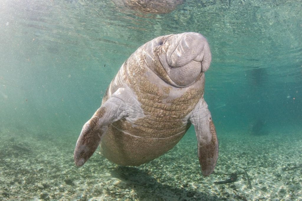 Florida Wildlife Grant Helps Fund Research to Monitor Manatee Habitats ...