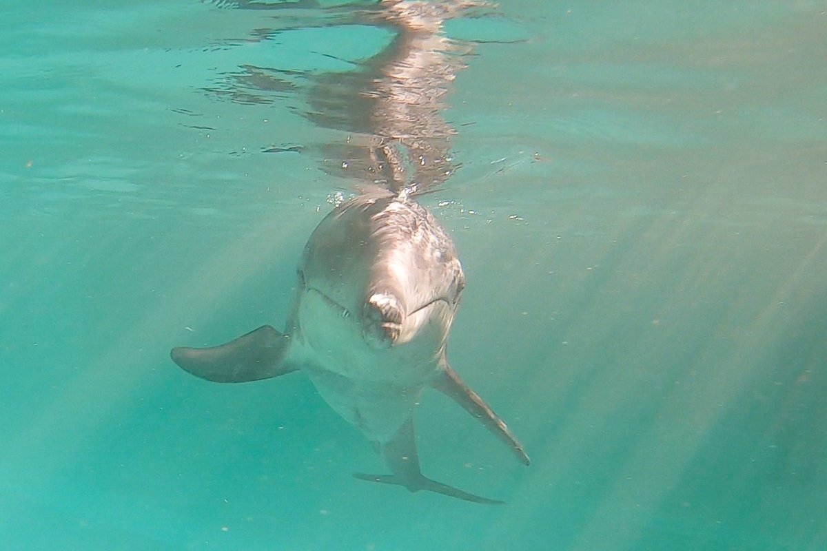 A Rough-Toothed Dolphin Rehabilitating at Clearwater Marine Aquarium