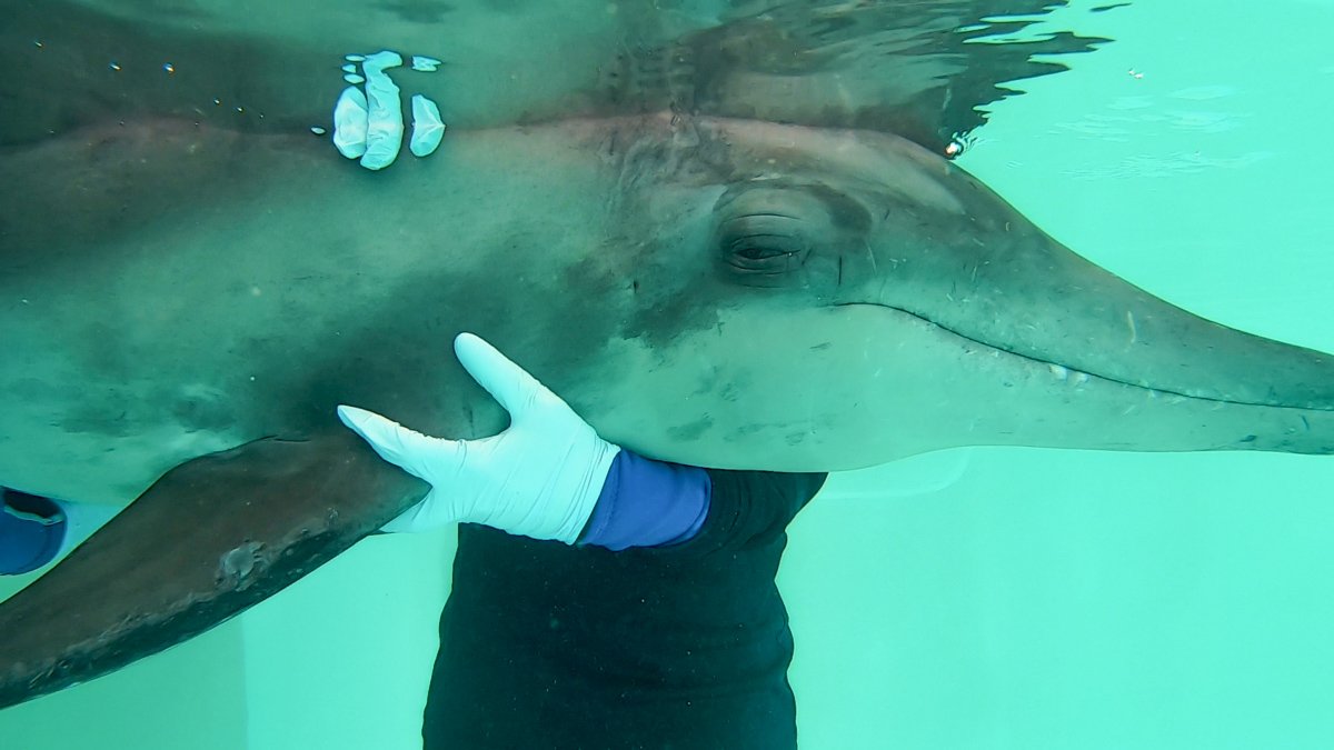 A Rough-Toothed Dolphin Rehabilitating at Clearwater Marine Aquarium