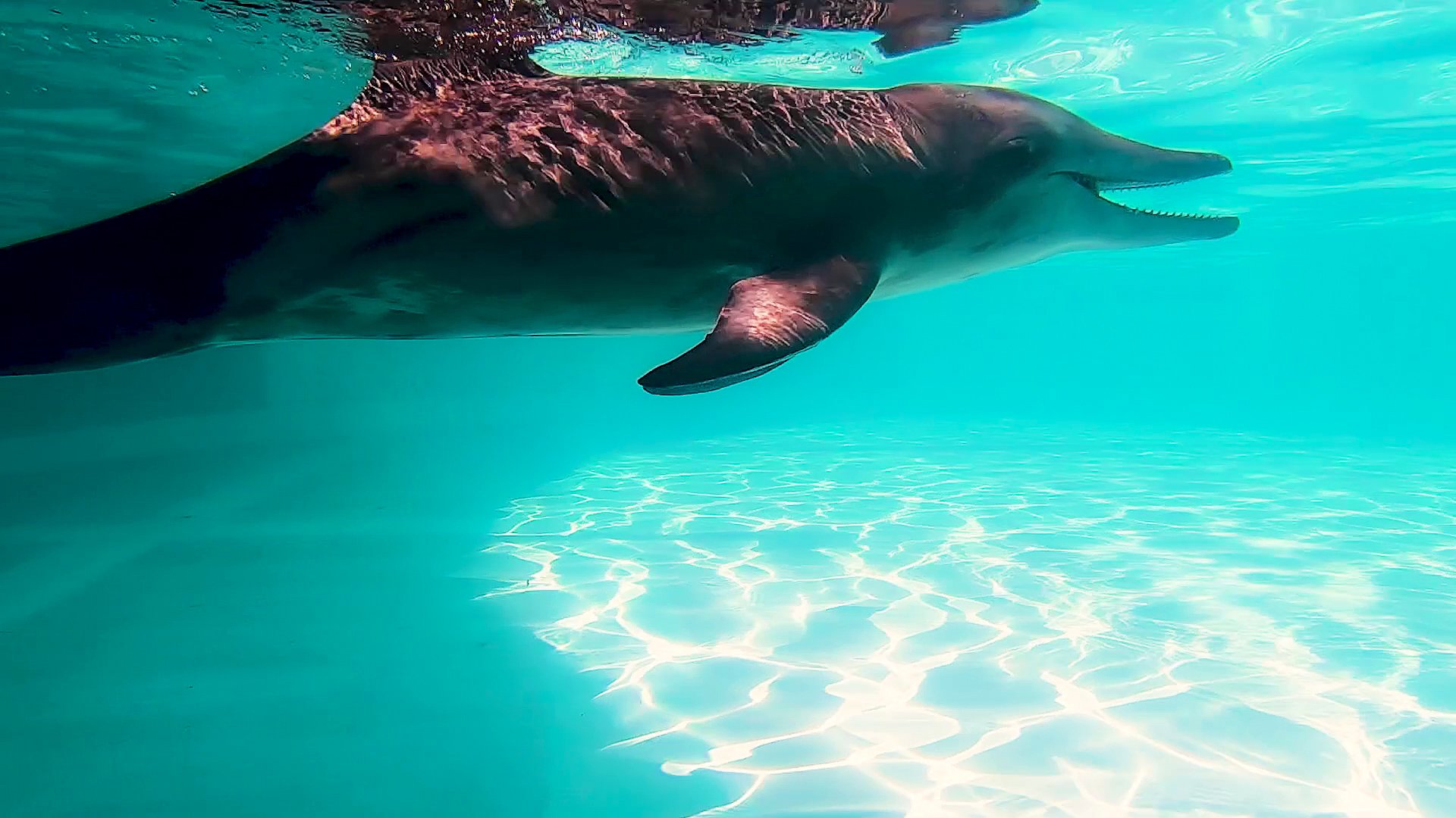 A Rough-Toothed Dolphin Rehabilitating at Clearwater Marine Aquarium