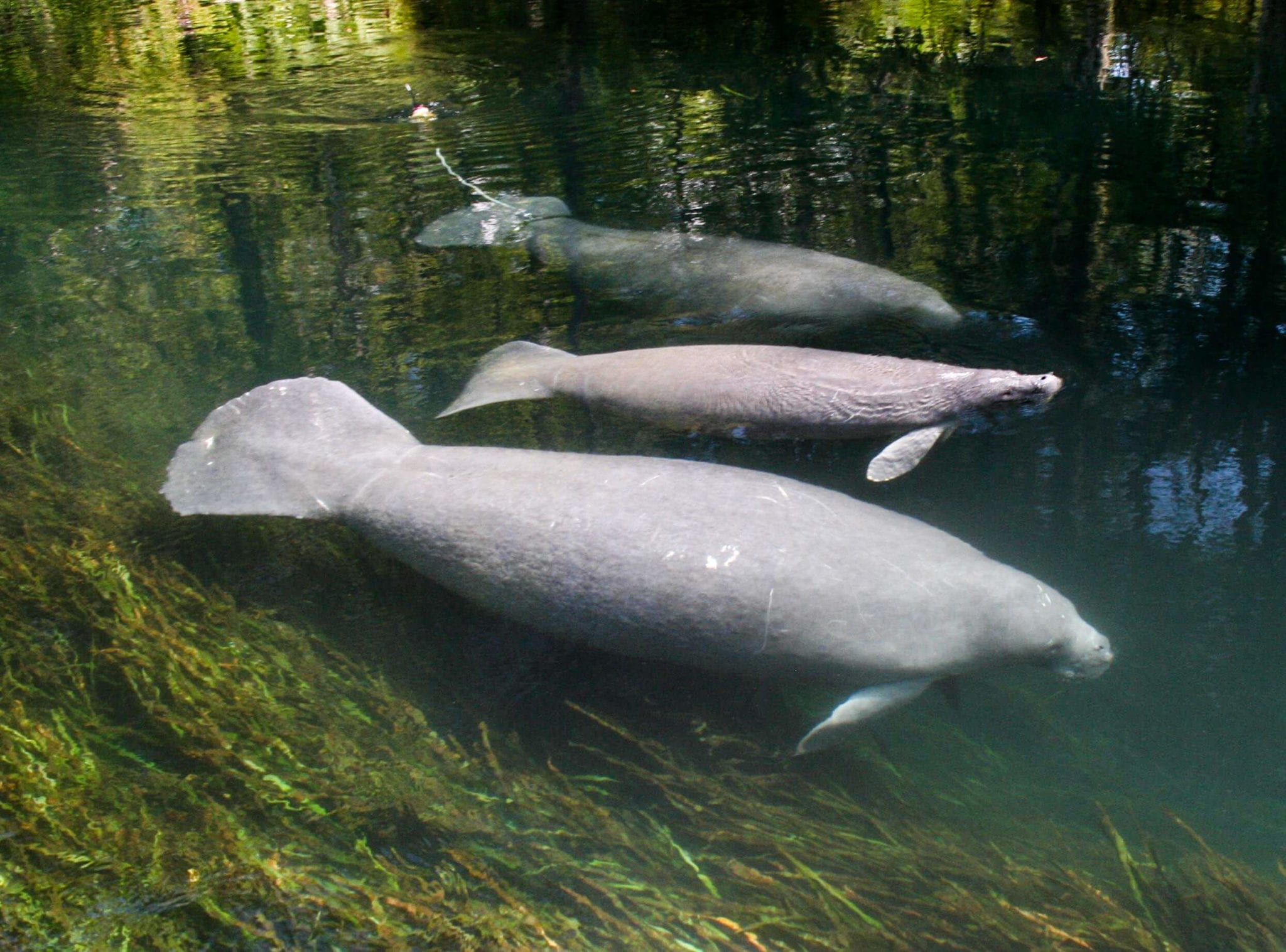 Manatee Research - CMA Research Institute