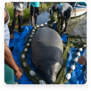 Belize Manatee Conservation - Clearwater Marine Aquarium