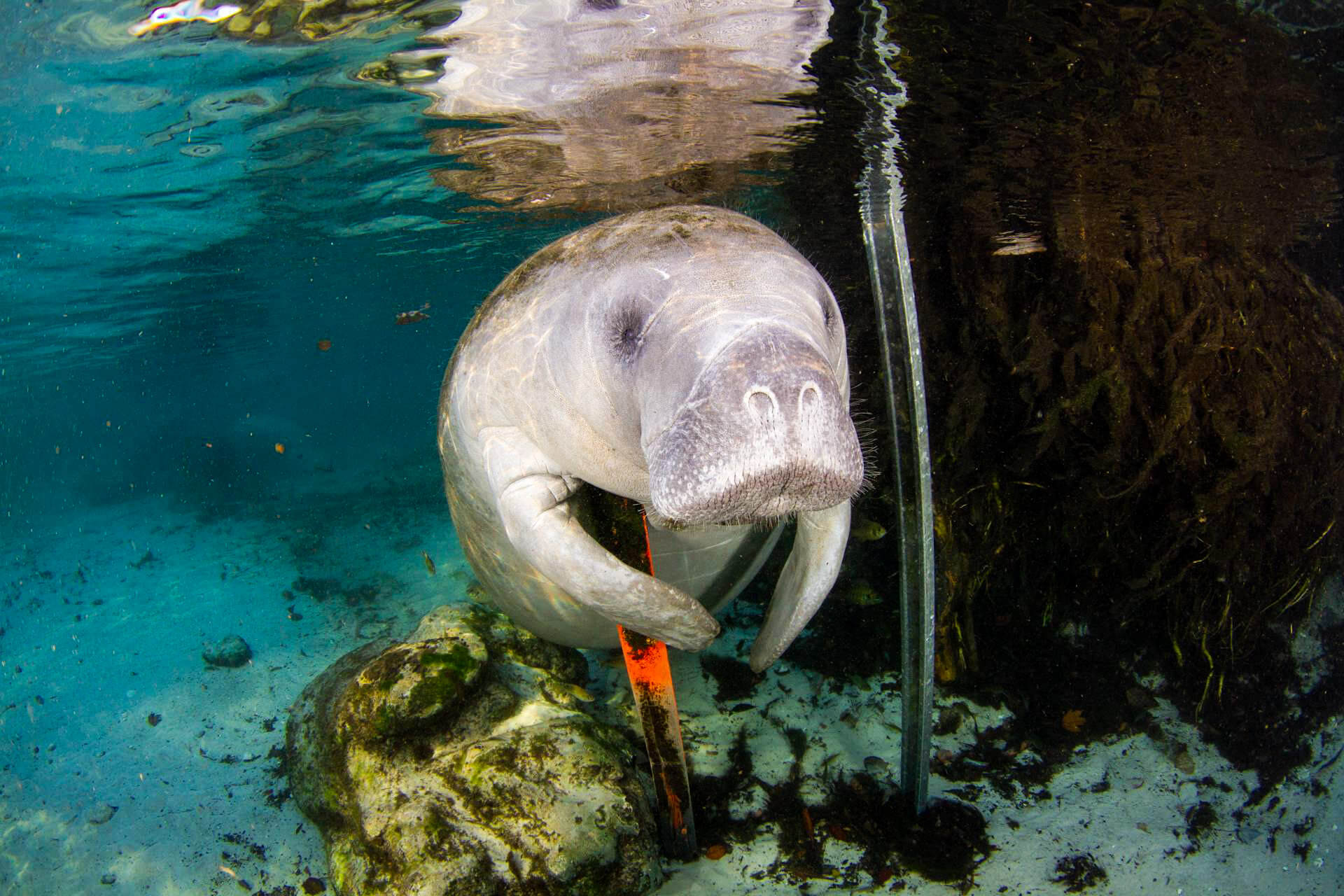 Manatee Research - CMA Research Institute