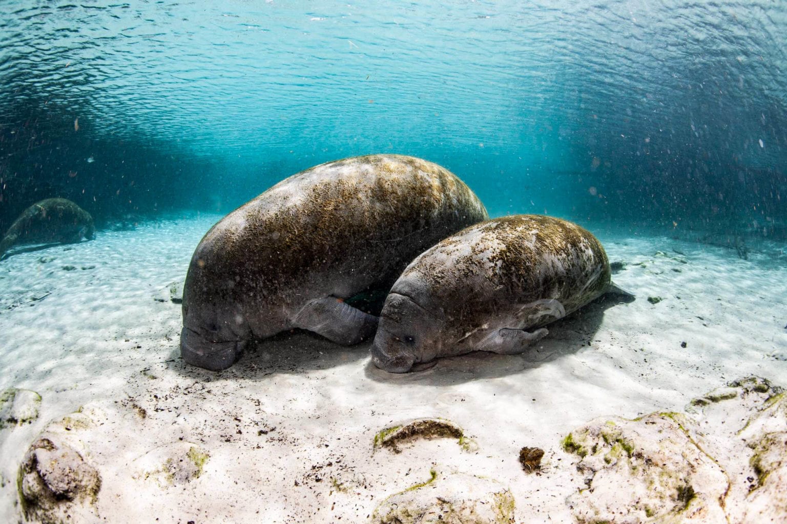 Manatee Research - CMA Research Institute