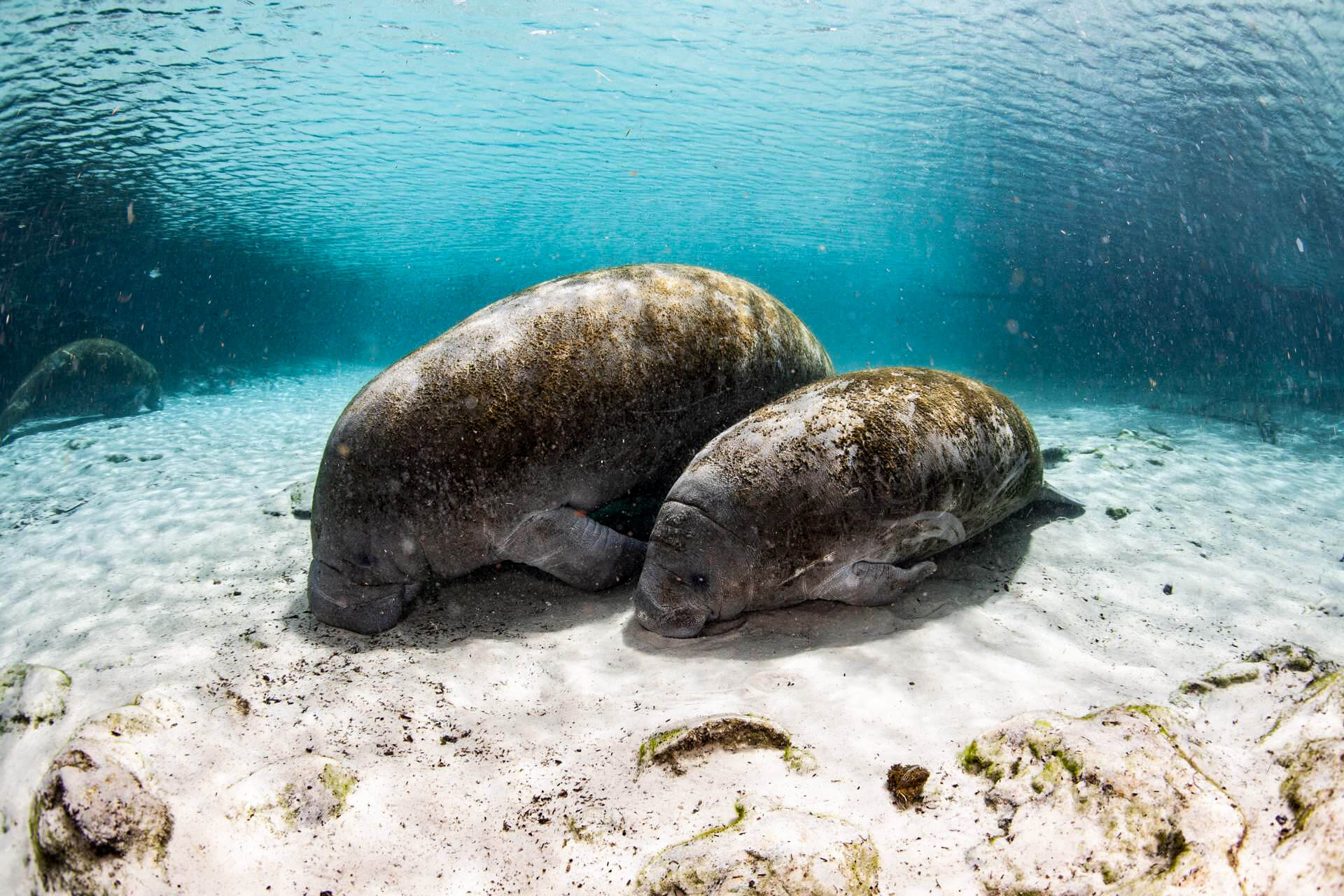 Manatee Research - CMA Research Institute