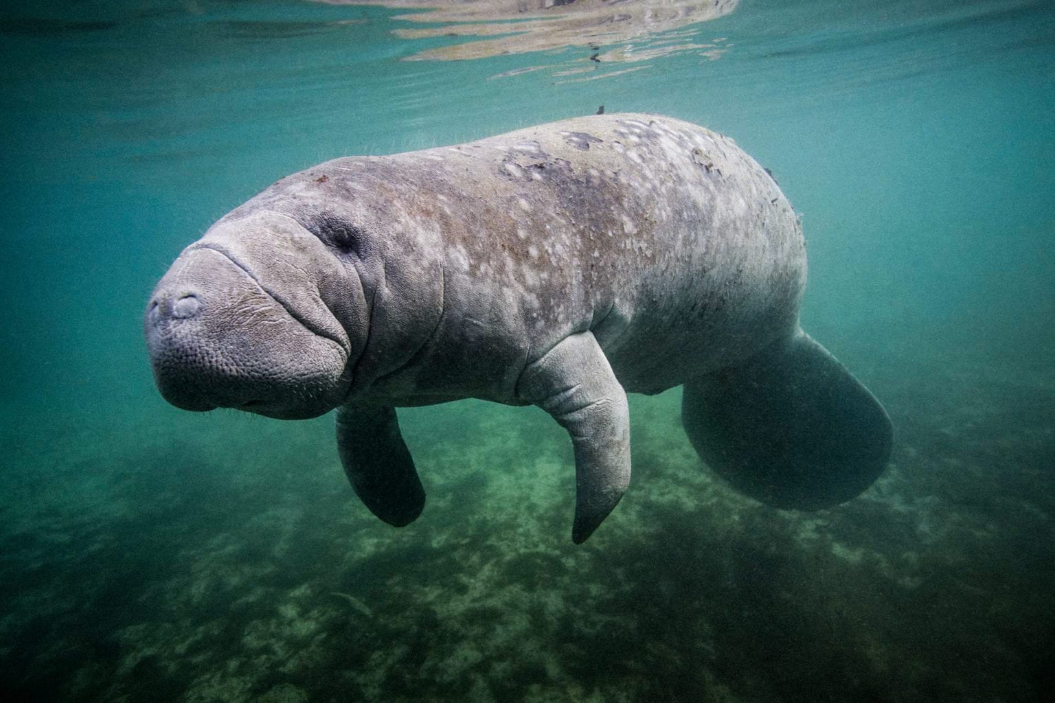Manatee Research - CMA Research Institute