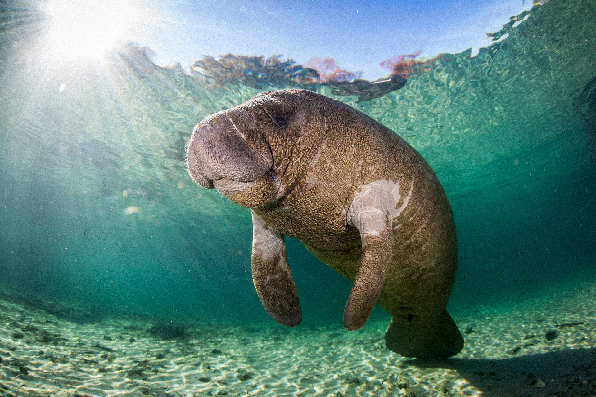 Expeditions - Manatee Research Trips | CMA Research Institute
