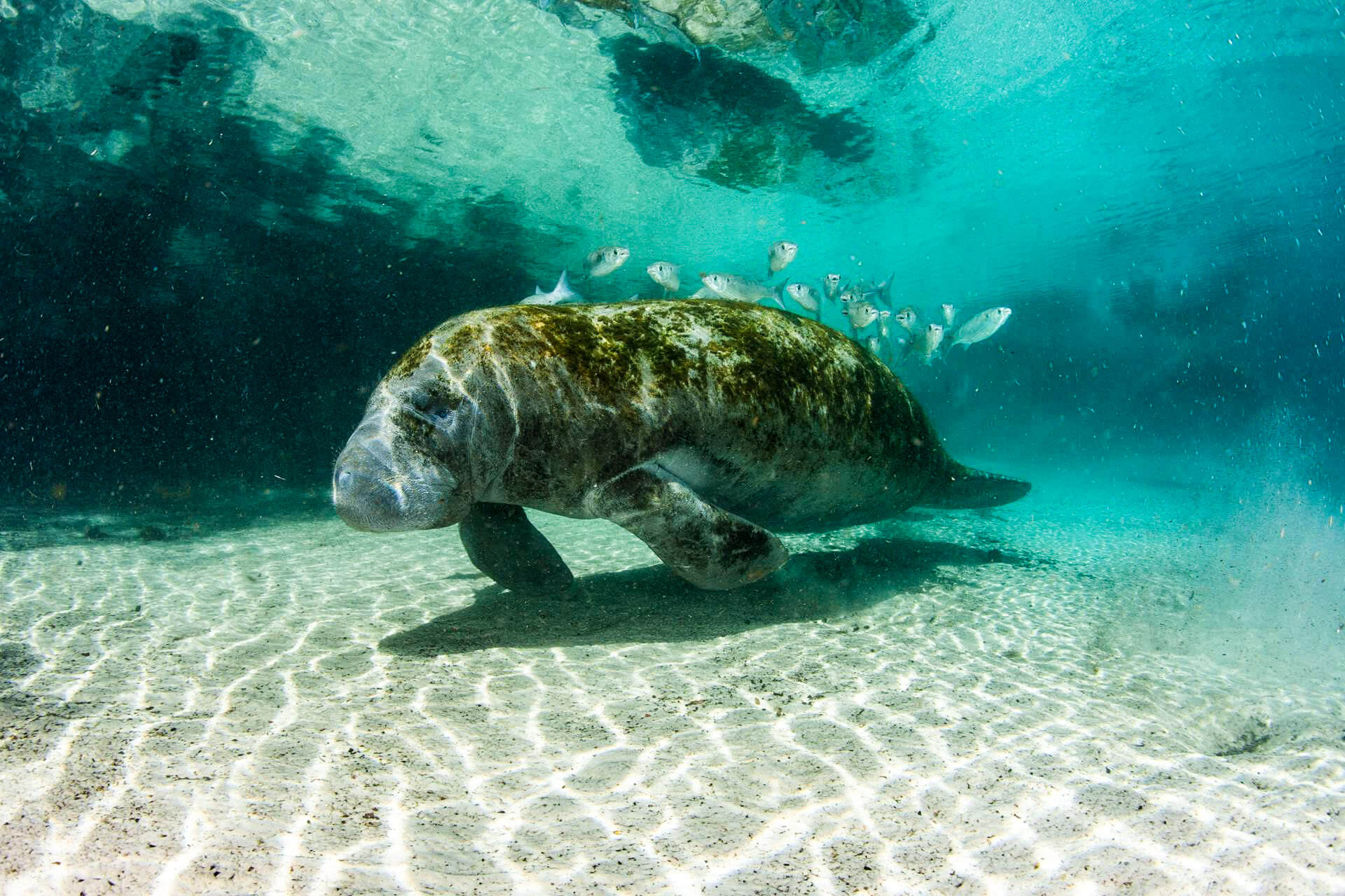 Manatee Tracking - Alabama - Clearwater Marine Aquarium