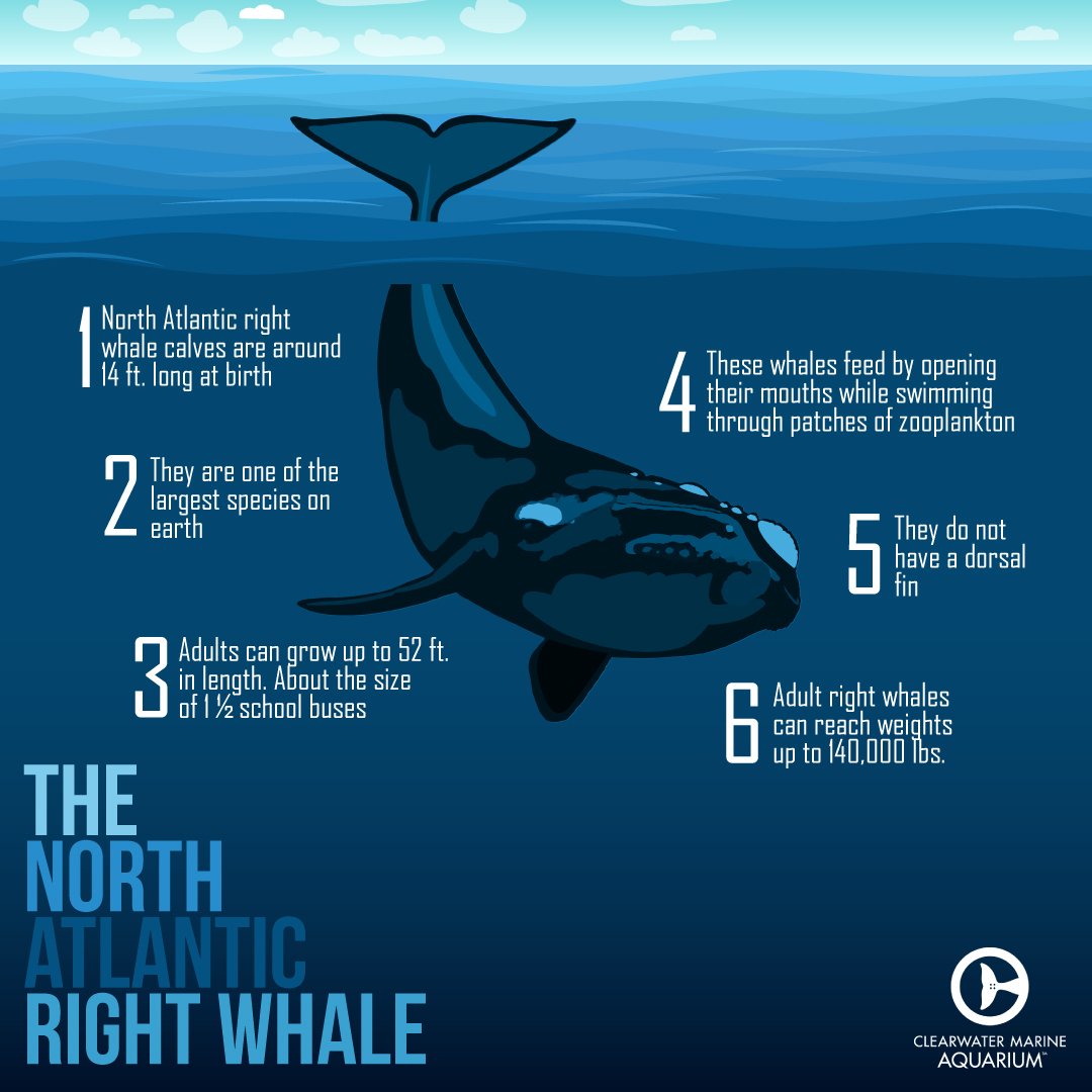 Right Whale Research - Clearwater Marine Aquarium