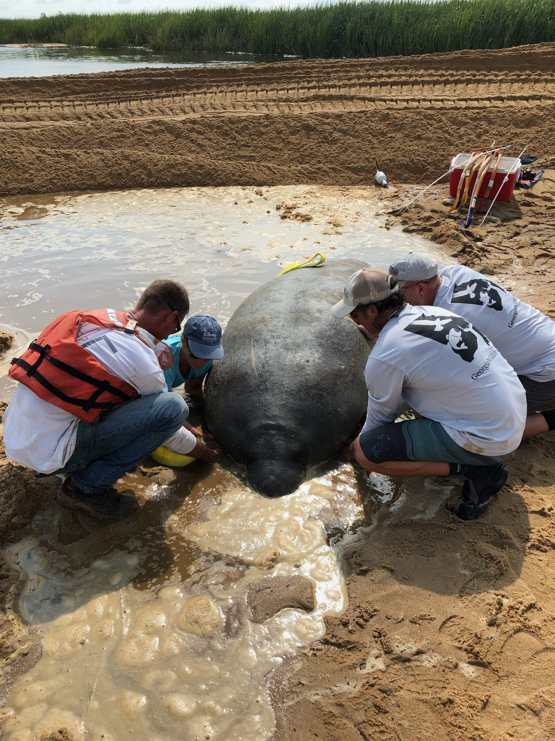 Conservation & Research - Clearwater Marine Aquarium