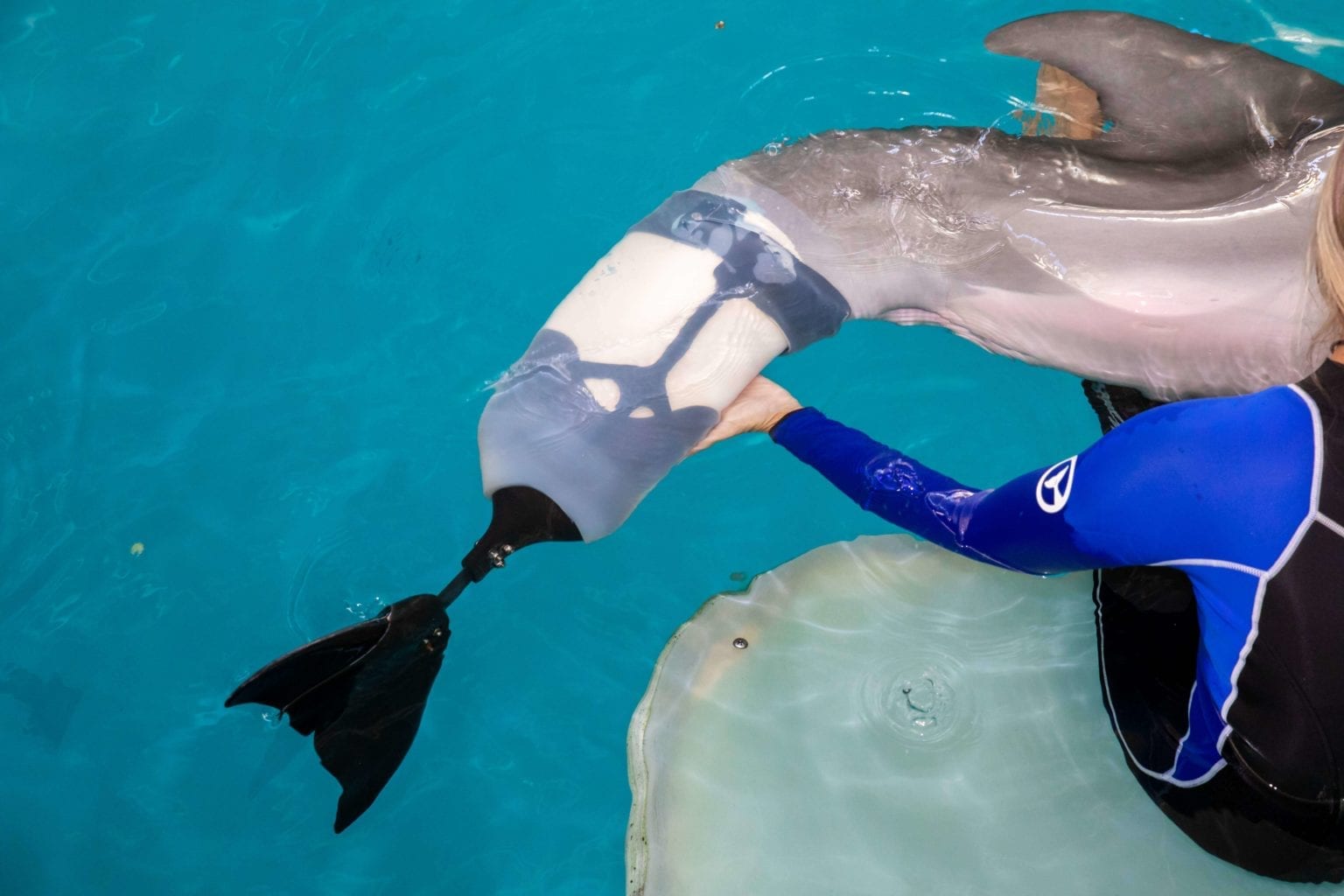 Animal Care - Clearwater Marine Aquarium