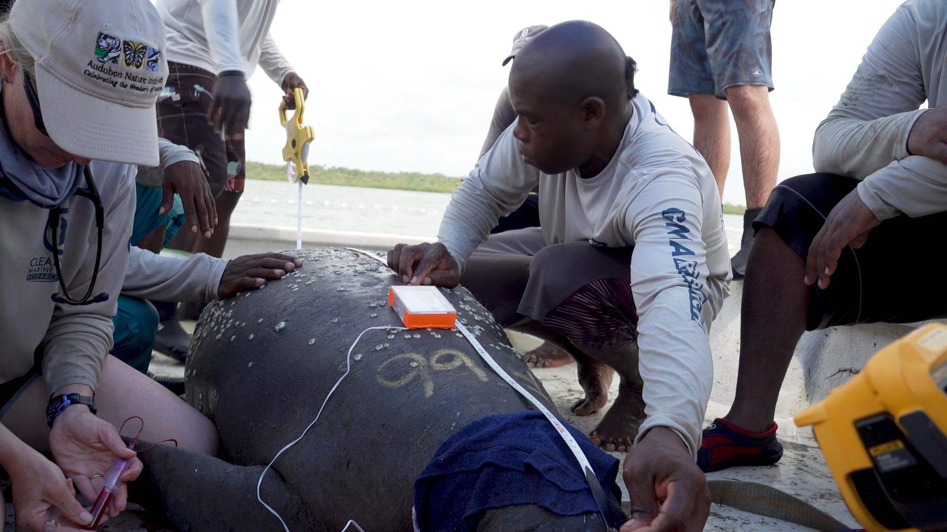 Manatee Research - CMA Research Institute