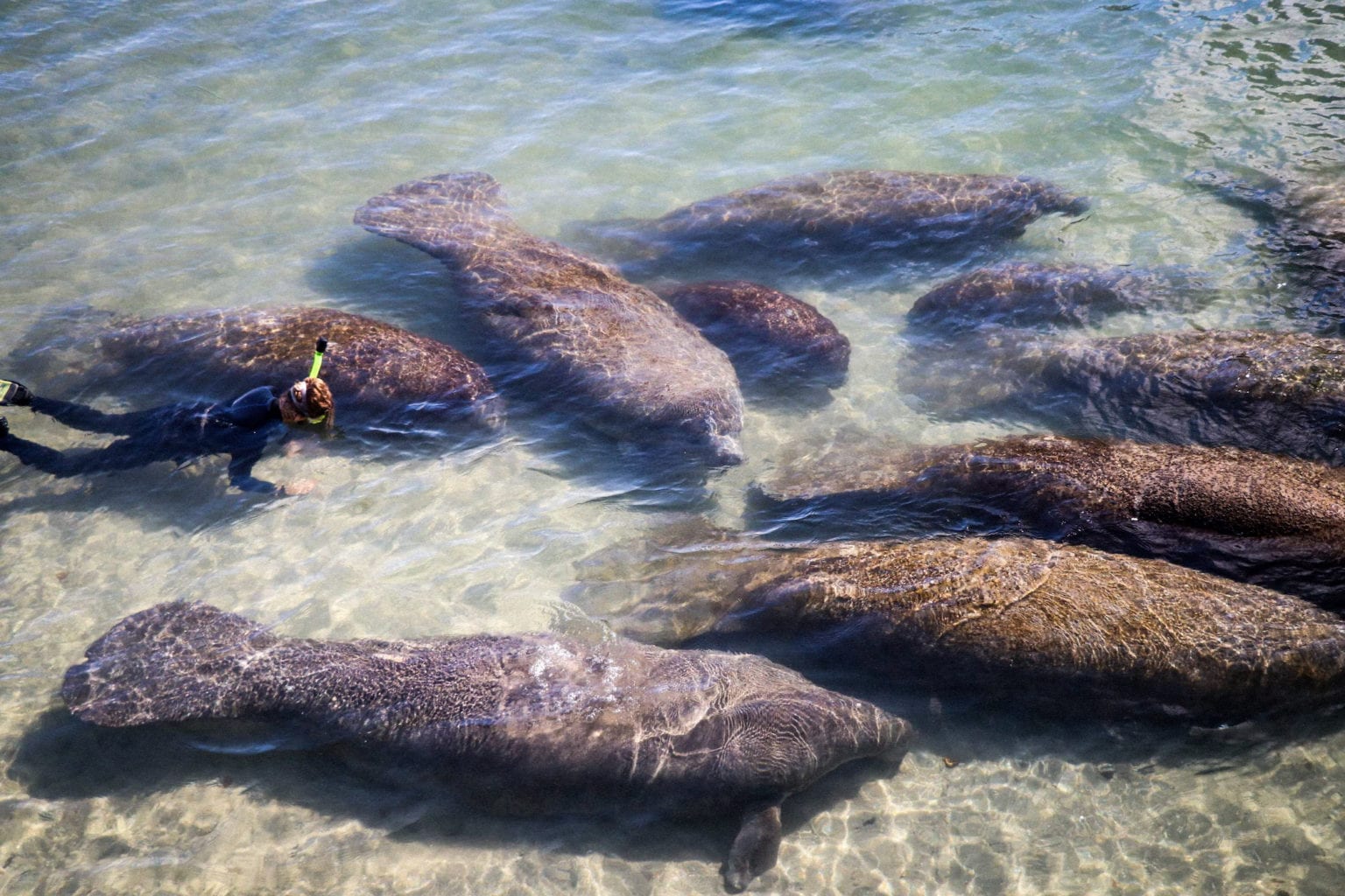 Manatee Research - CMA Research Institute