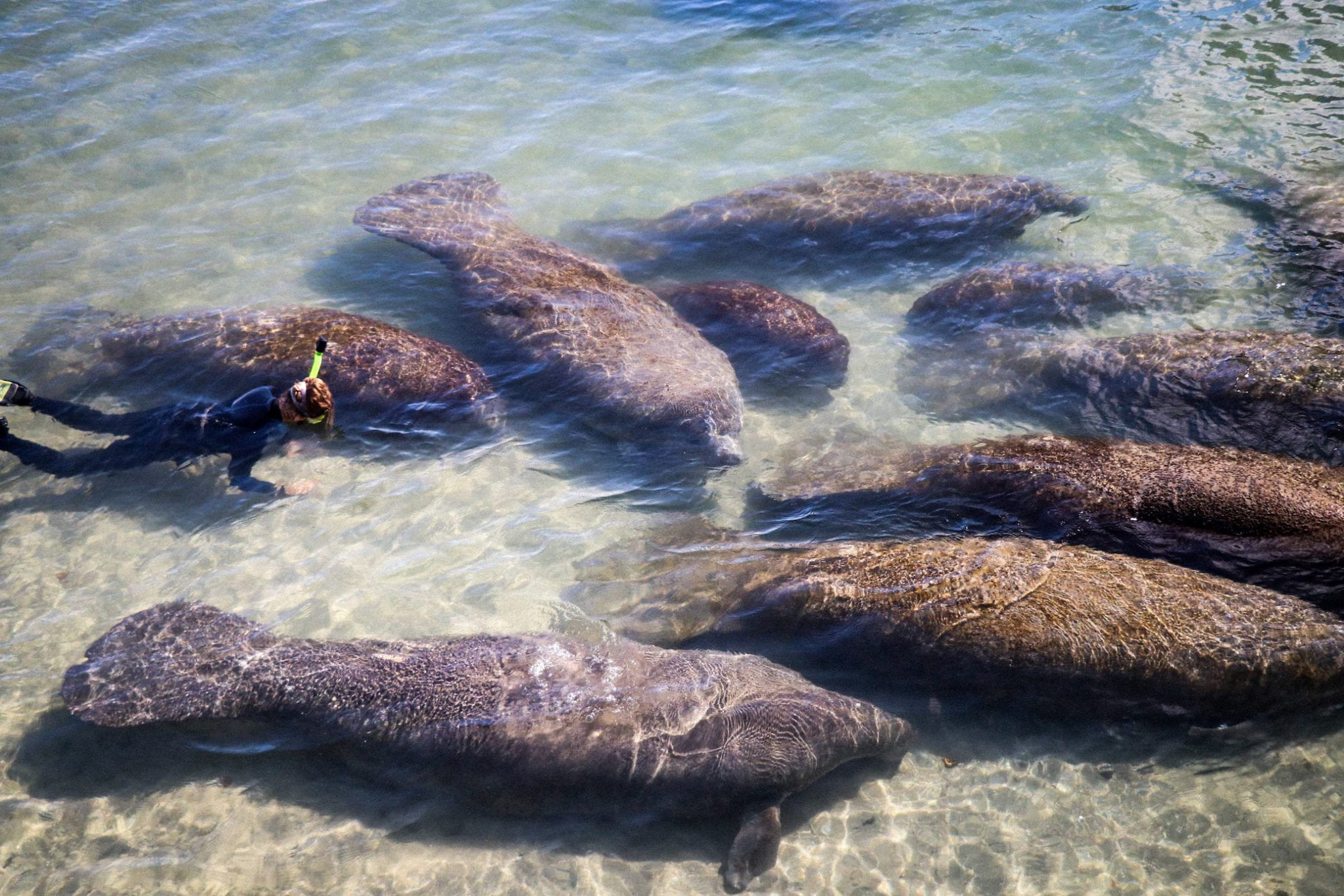 Manatee Research - CMA Research Institute